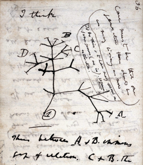 My voyage discovering Charles Darwin – Historia Magazine
